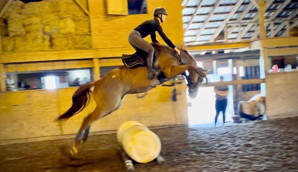 Upper Level Prospect - Sport Horse Nation