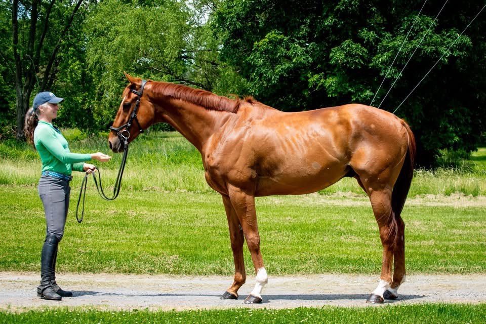 Upper Level Prospect - Sport Horse Nation