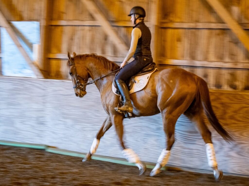 Upper Level Prospect - Sport Horse Nation