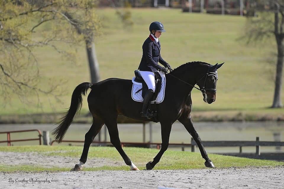 THE ULTIMATE MODIFIED PACKER - Sport Horse Nation