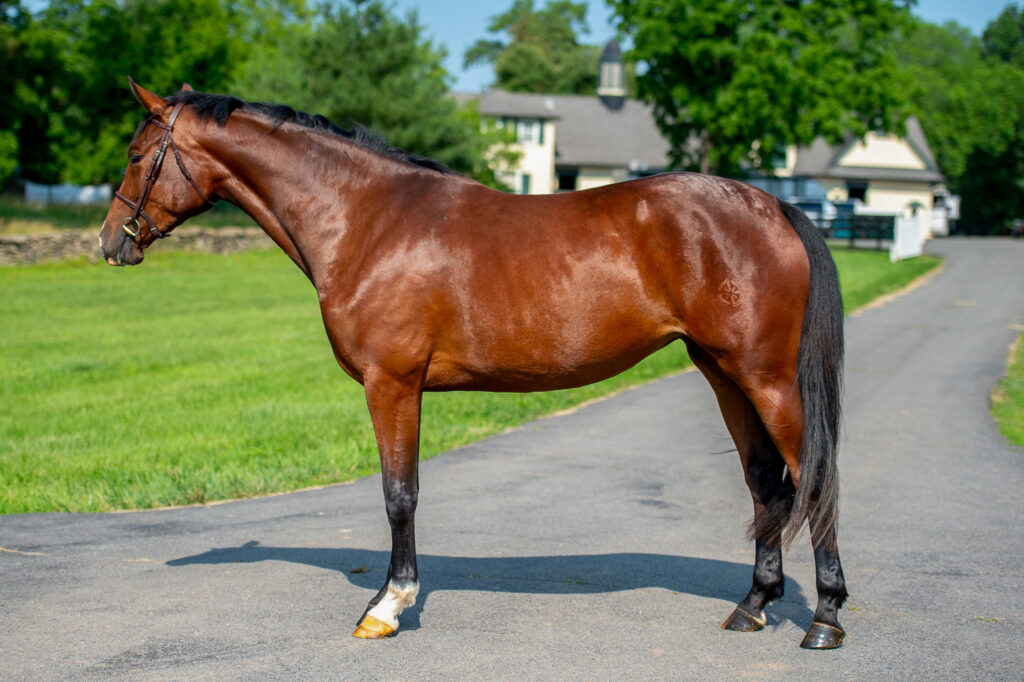 Wednesday TF - Sport Horse Nation