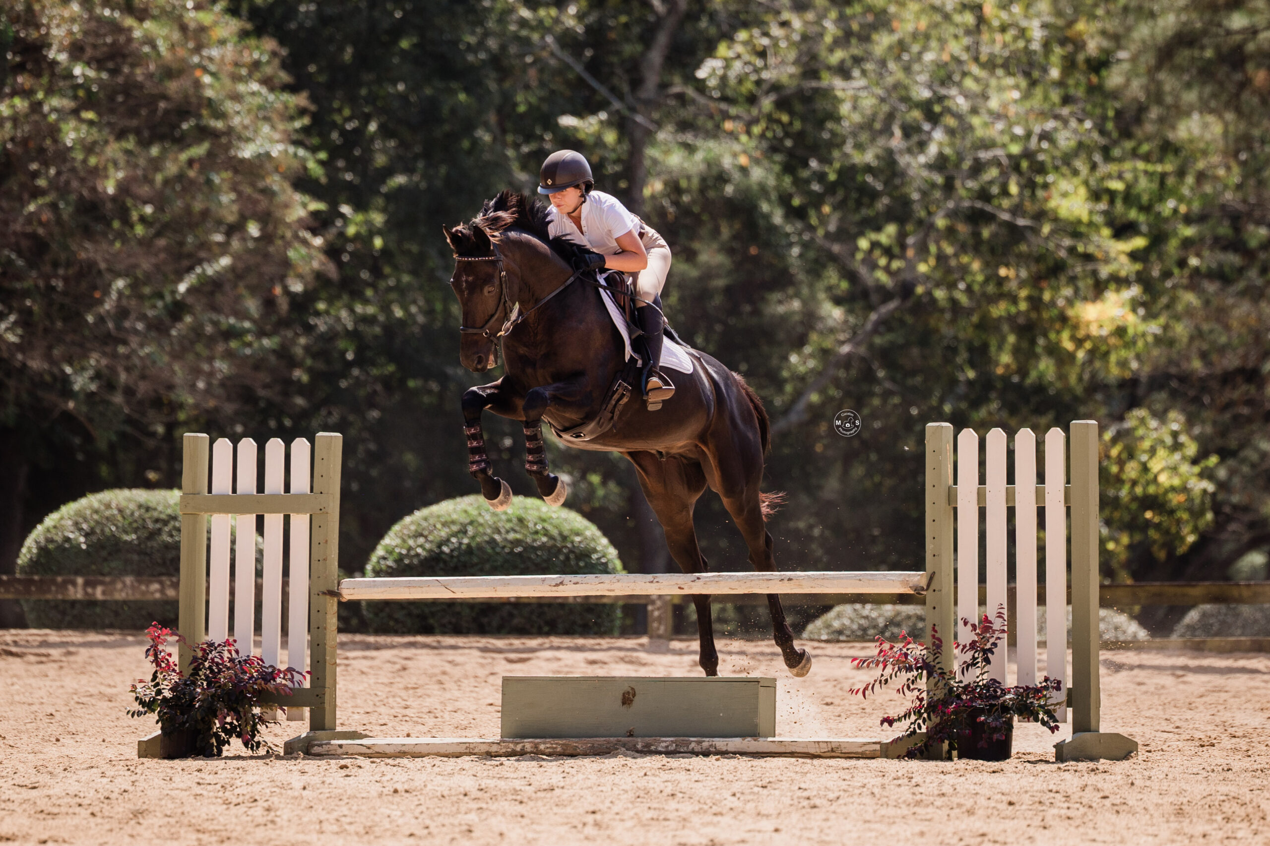 12 yr old OTTB Jumper gelding - Sport Horse Nation
