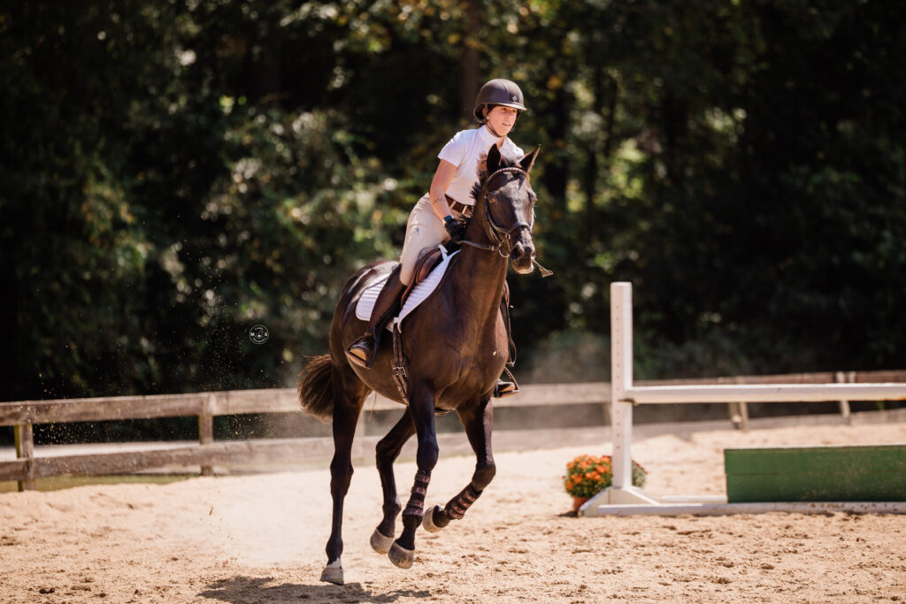 12 yr old OTTB Jumper gelding - Sport Horse Nation