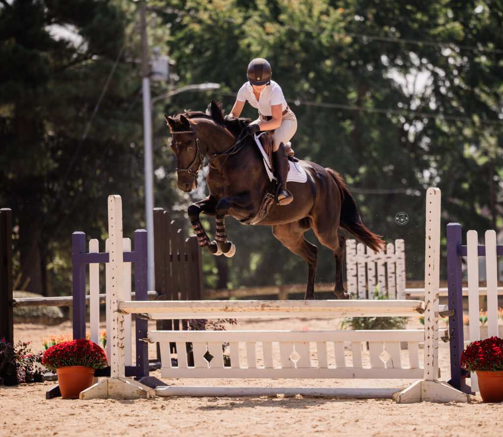 12 yr old OTTB Jumper gelding - Sport Horse Nation
