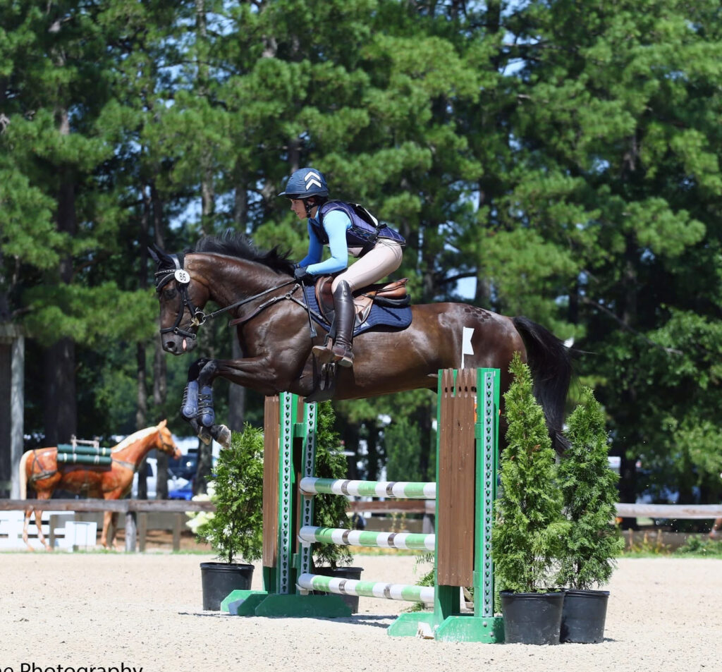 12 yr old OTTB Jumper gelding - Sport Horse Nation