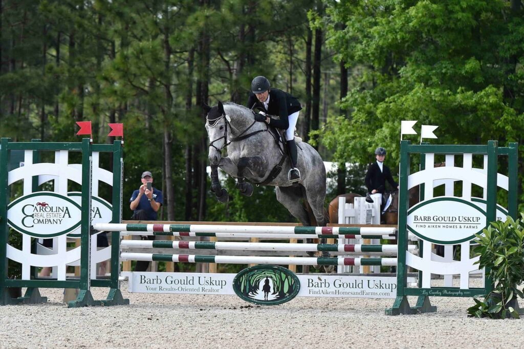 Experienced Eventer 2017 16.3hh Gray TB Gelding - Sport Horse Nation