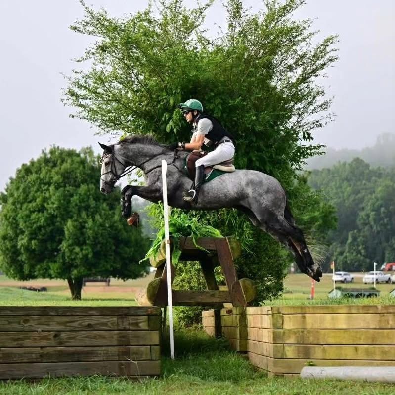 Experienced Eventer 2017 16.3hh Gray TB Gelding - Sport Horse Nation