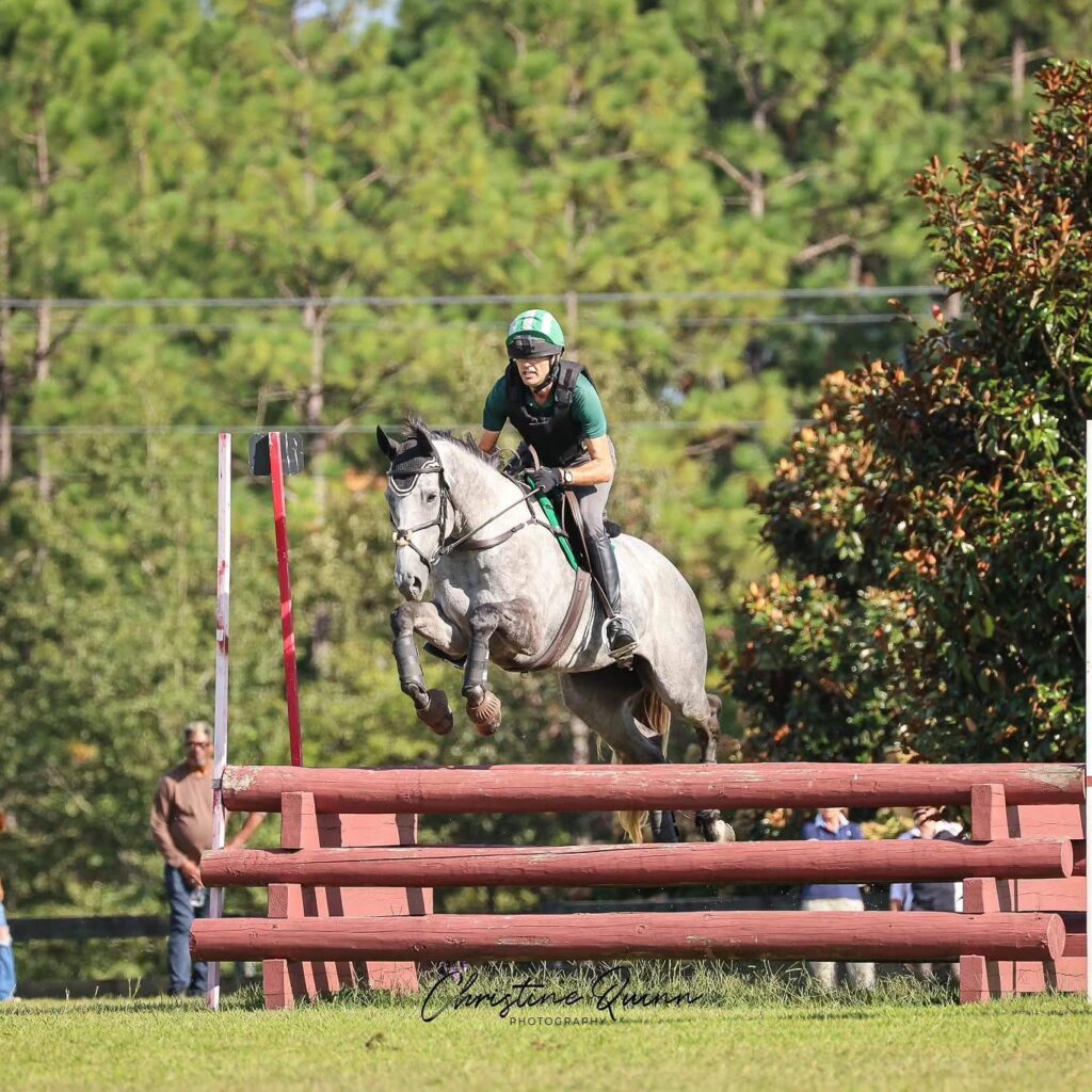 Experienced Eventer 2017 16.3hh Gray TB Gelding - Sport Horse Nation