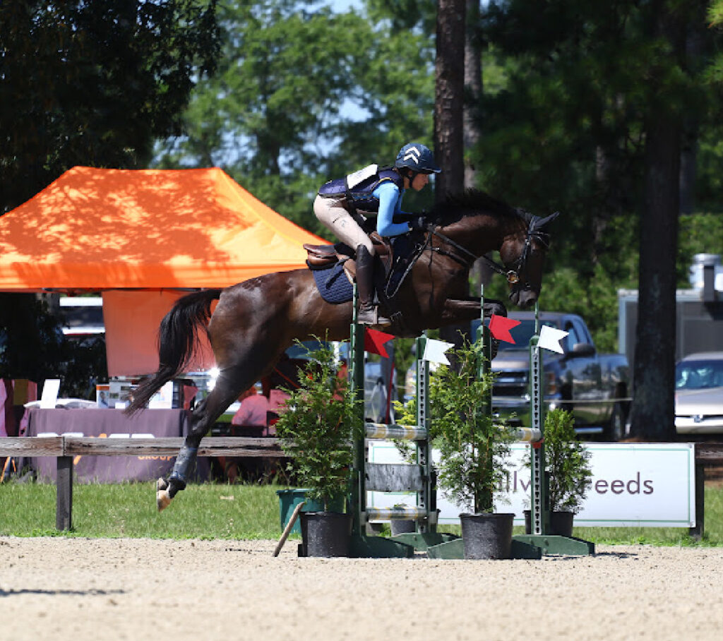 12 yr old OTTB Jumper gelding - Sport Horse Nation