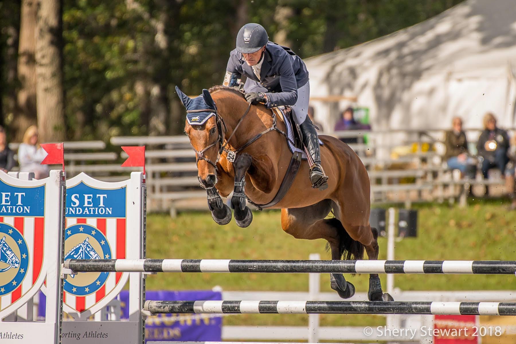 Proven, kind schoolmaster - Sport Horse Nation