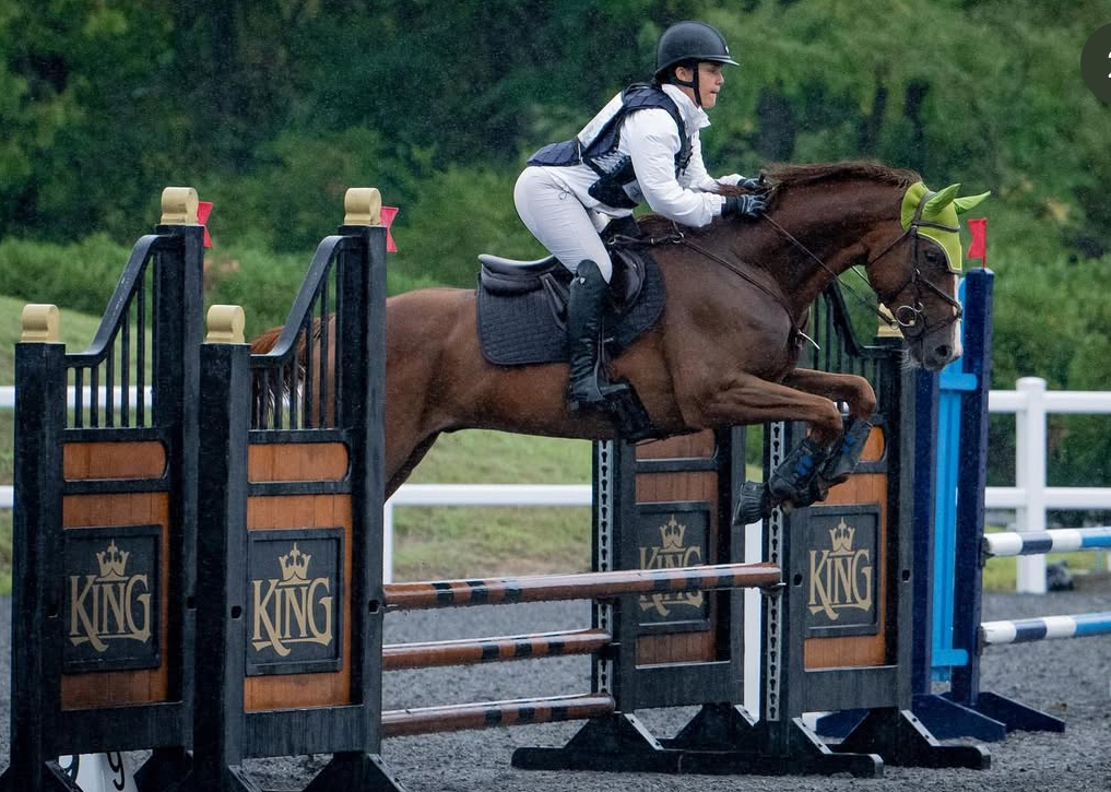 Perfect low-level eventer, foxhunter, all-rounder for sale - Sport Horse Nation