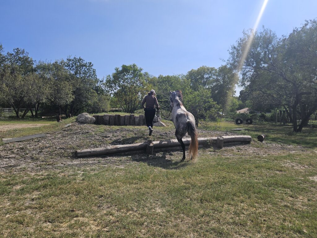 Imported Brave & Intelligent Prospect - Sport Horse Nation