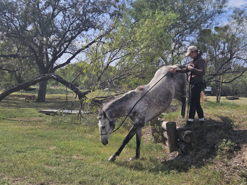 Imported Brave & Intelligent Prospect - Sport Horse Nation