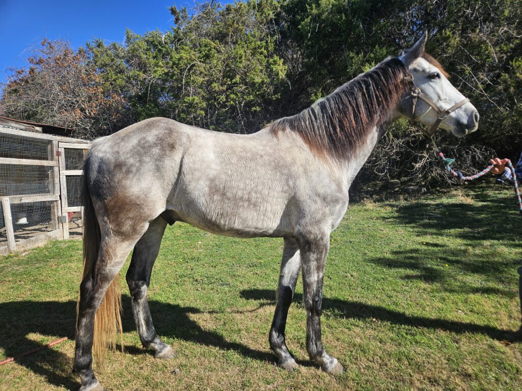 Imported Brave & Intelligent Prospect - Sport Horse Nation