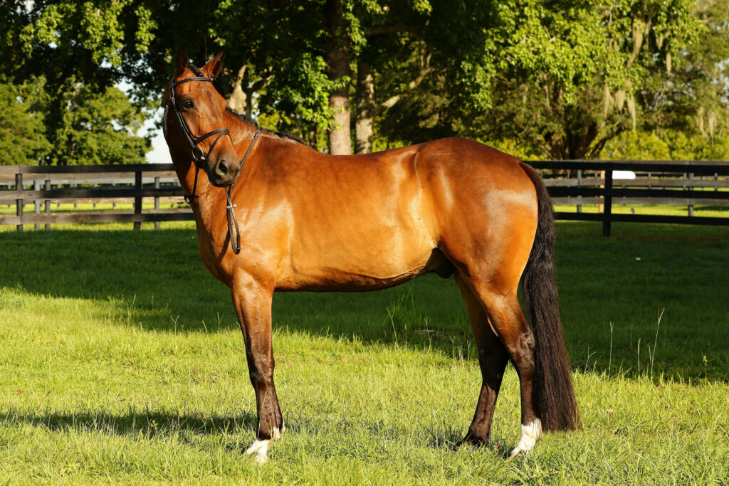 Quality 6 year old imported ISH - Sport Horse Nation