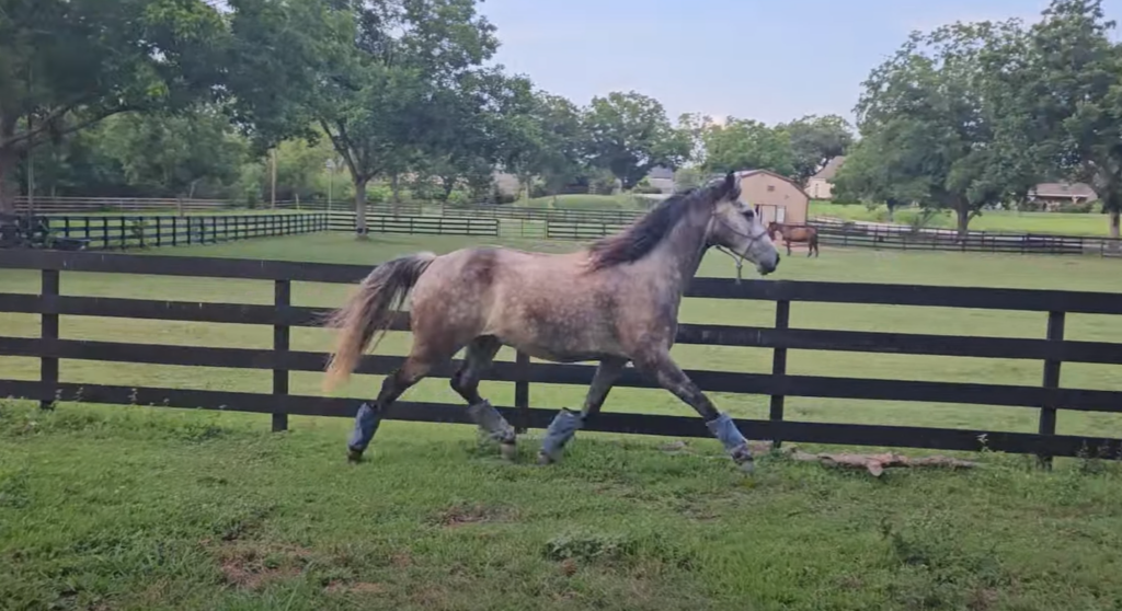 Imported Brave & Intelligent Prospect - Sport Horse Nation