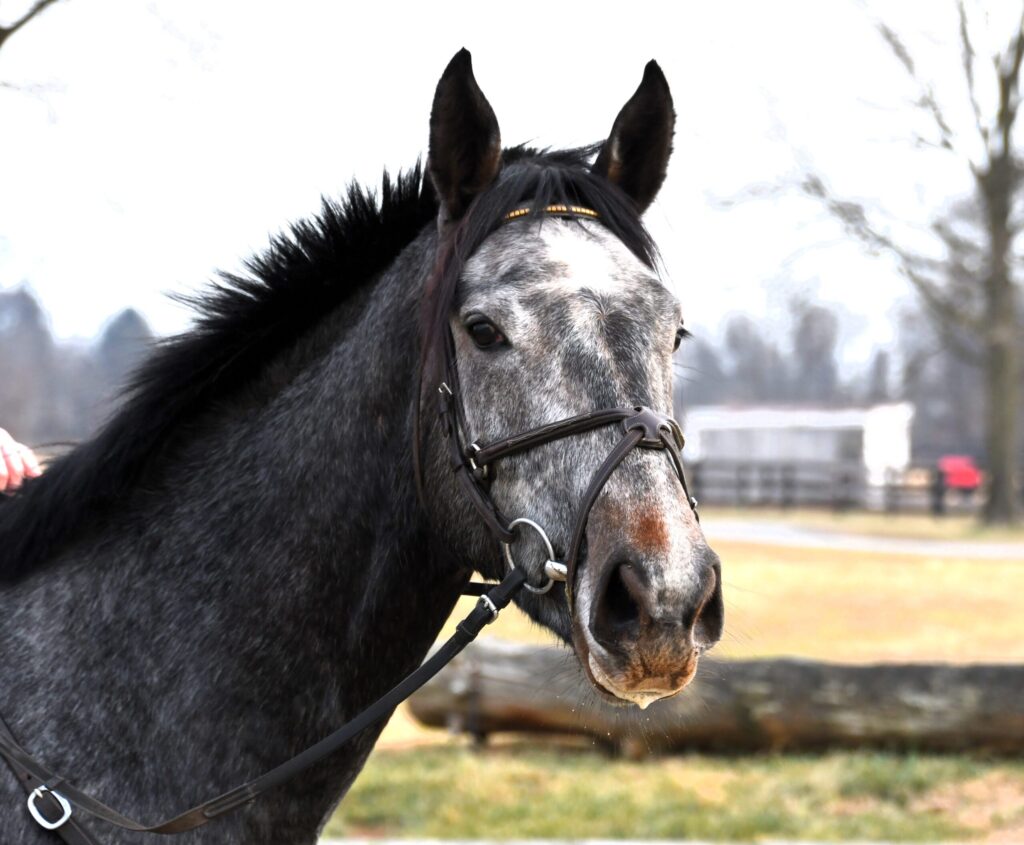 Mia San Mia - Sport Horse Nation