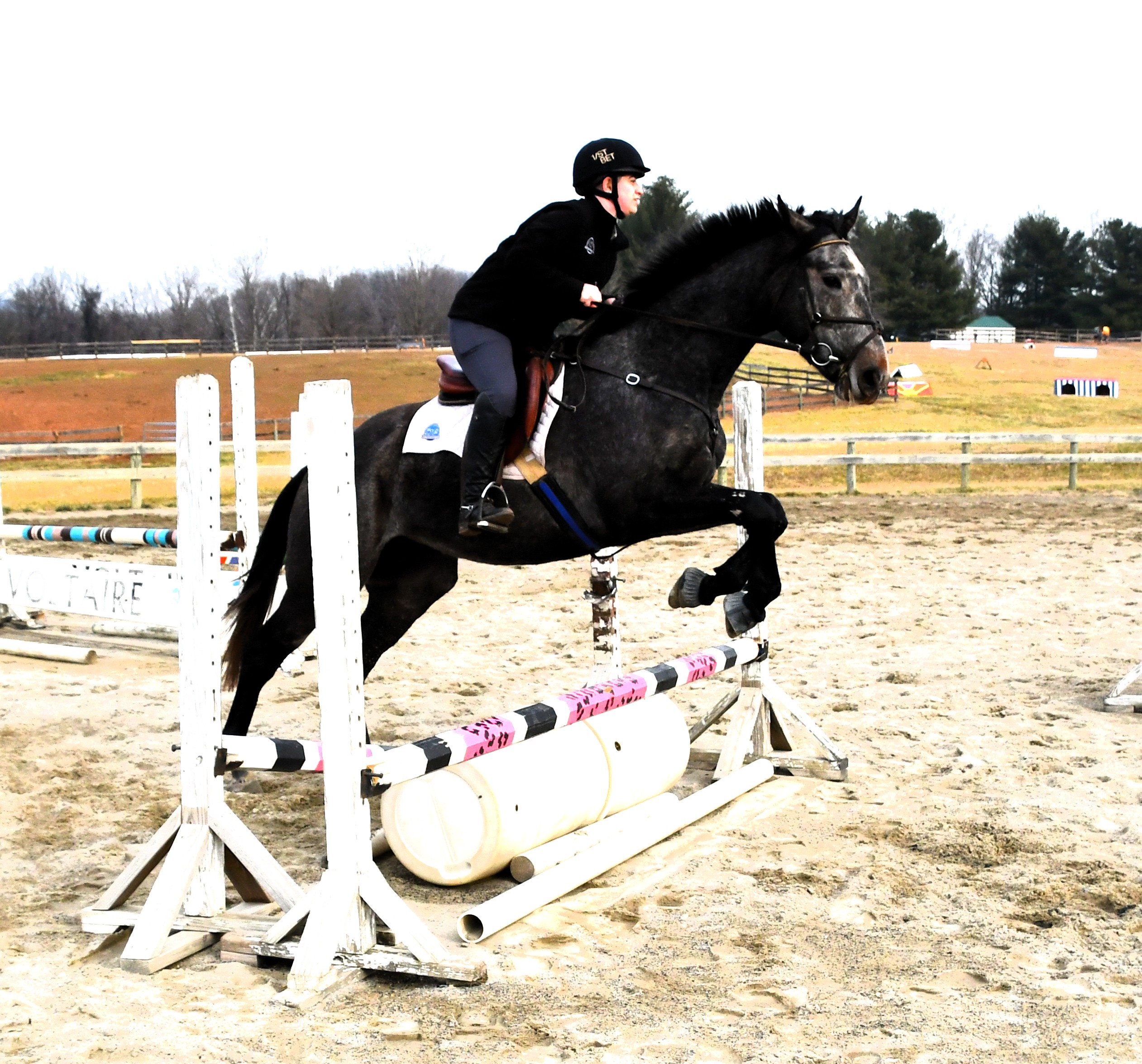 Mia San Mia - Sport Horse Nation