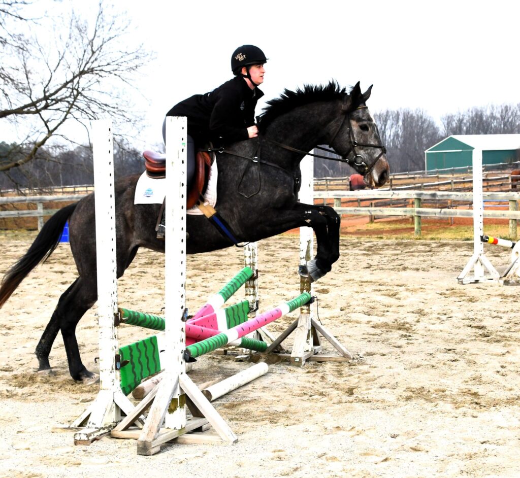 Mia San Mia - Sport Horse Nation