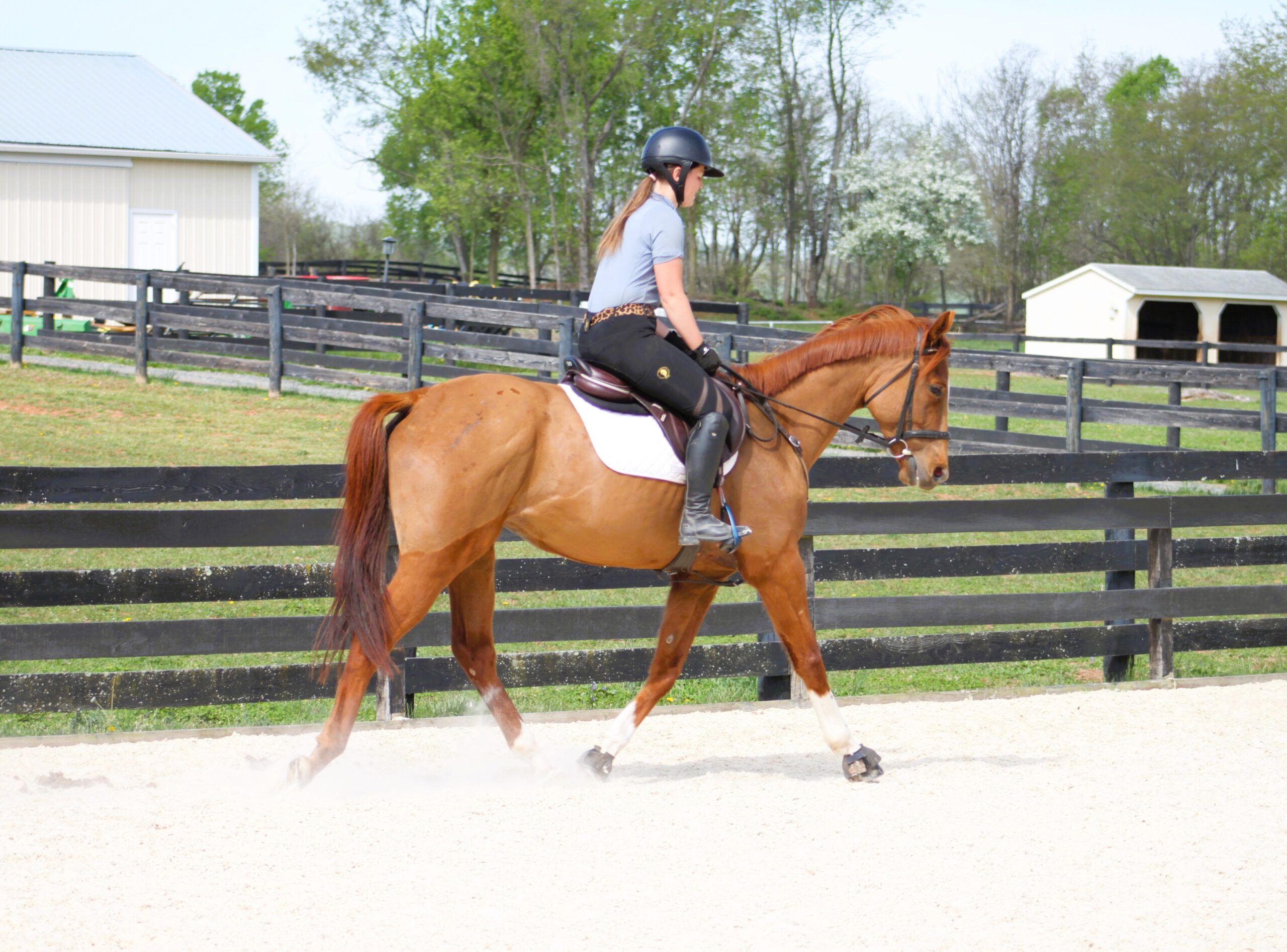 Tizart - Bombproof, Talented, & Ammy Friendly Prospect! - Sport Horse ...