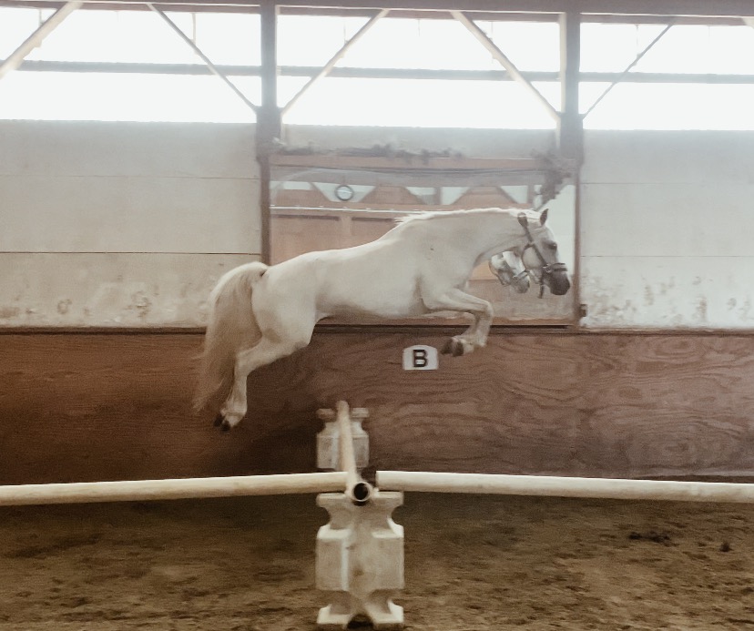 Farkleberry Fergus - Young Connemara Event Prospect - Sport Horse Nation