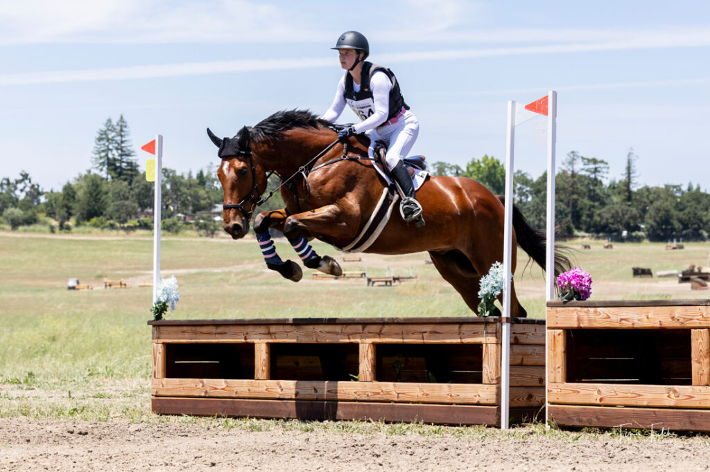 Talented ISH Eventing/Jumper Prospect - Sport Horse Nation