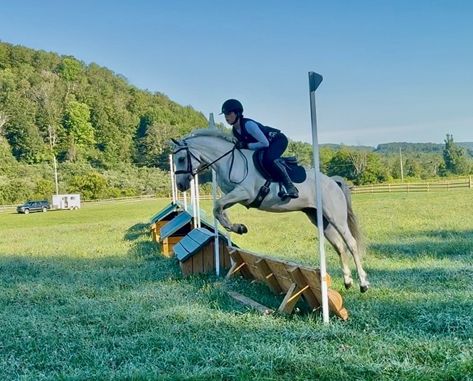 Farkleberry Fergus - Young Connemara Event Prospect - Sport Horse Nation