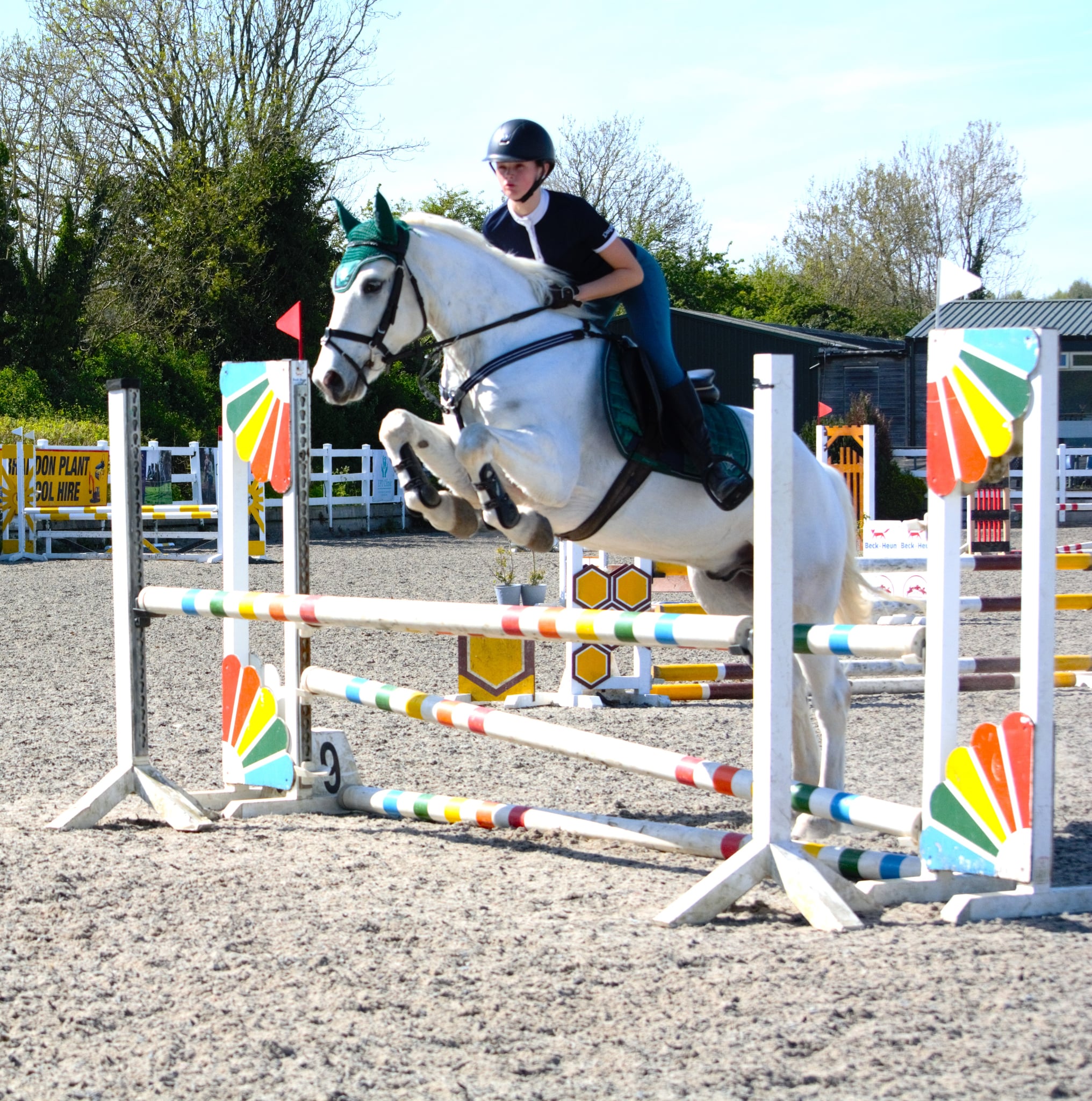 Super connemara Gelding - Sport Horse Nation