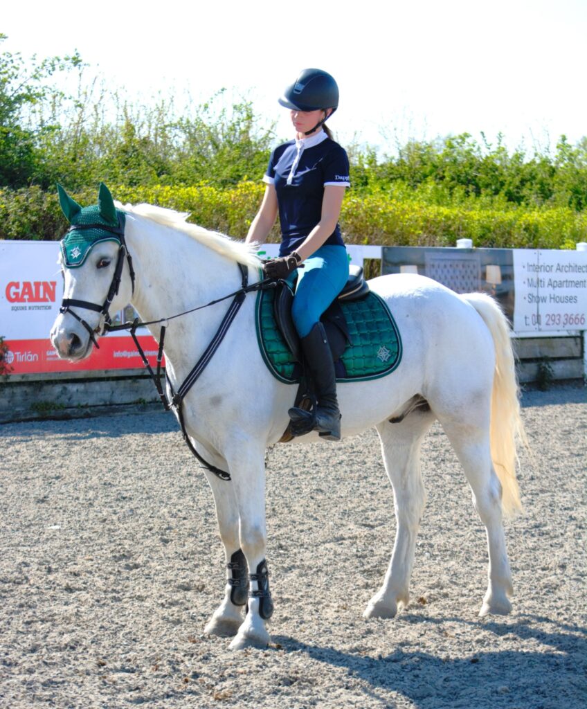 Super connemara Gelding - Sport Horse Nation