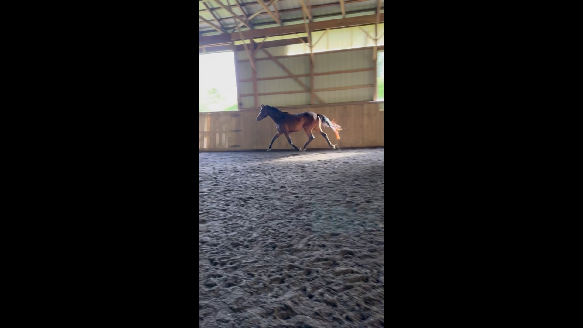 Proven Breeding For the Ambitious Junior/Amateur Rider 3 Year Old ...