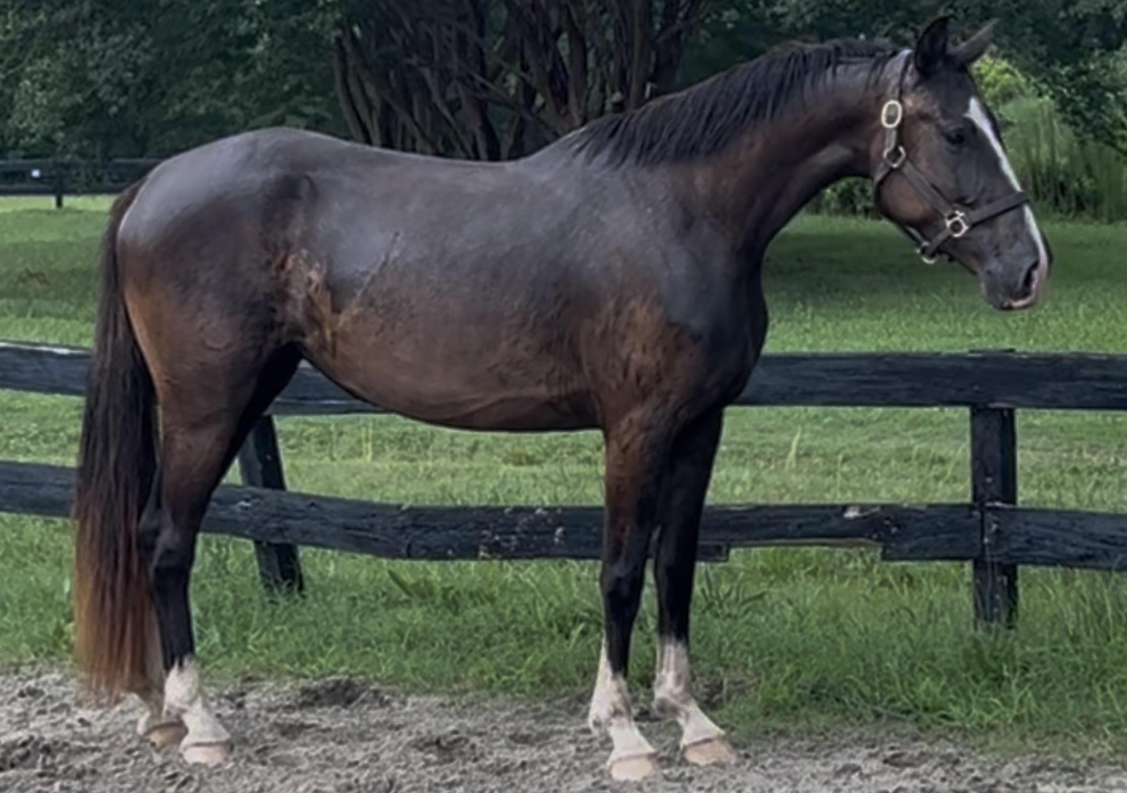 Lovely 2022 Dutch KWPN sport horse prospect - Sport Horse Nation